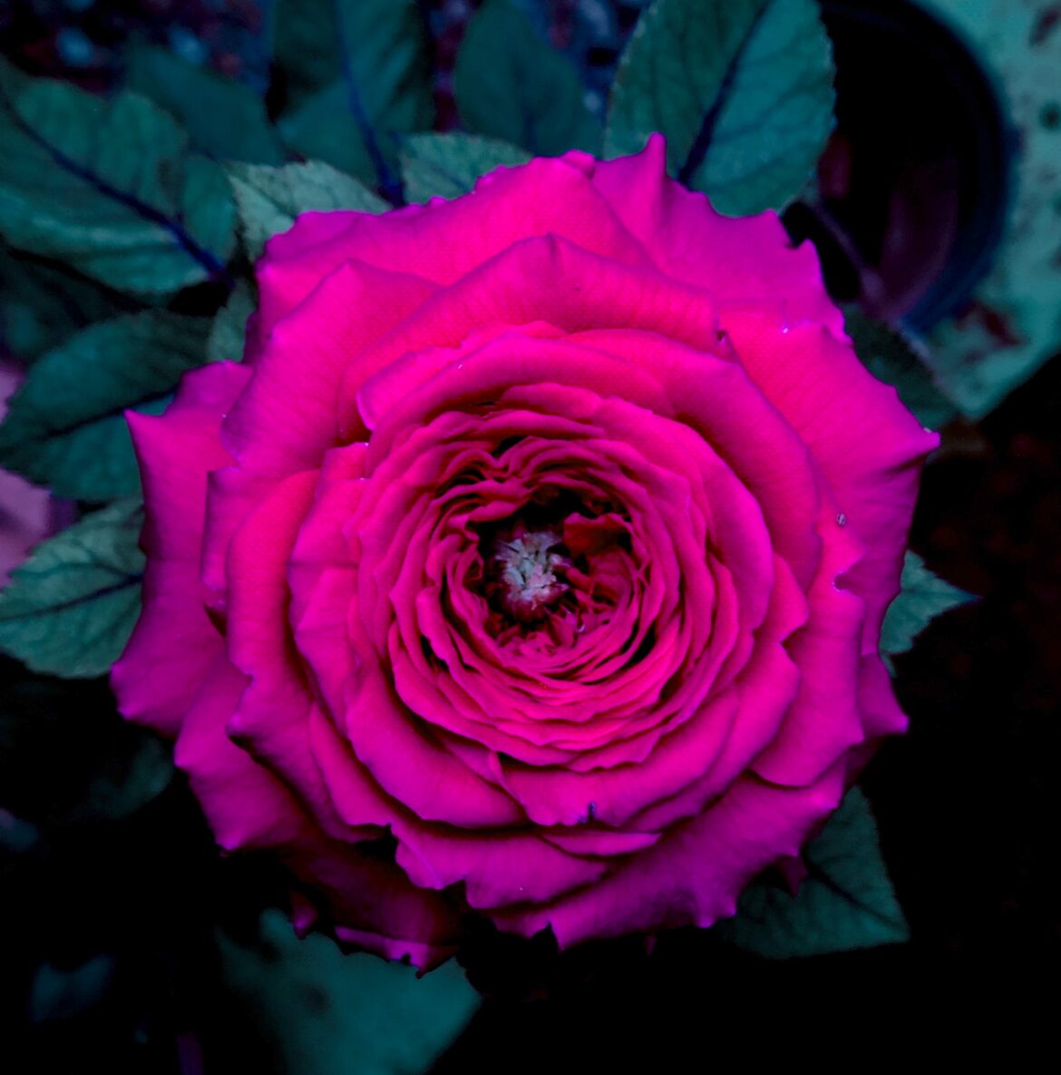 Pink Vs. Magenta - The Creative Folk